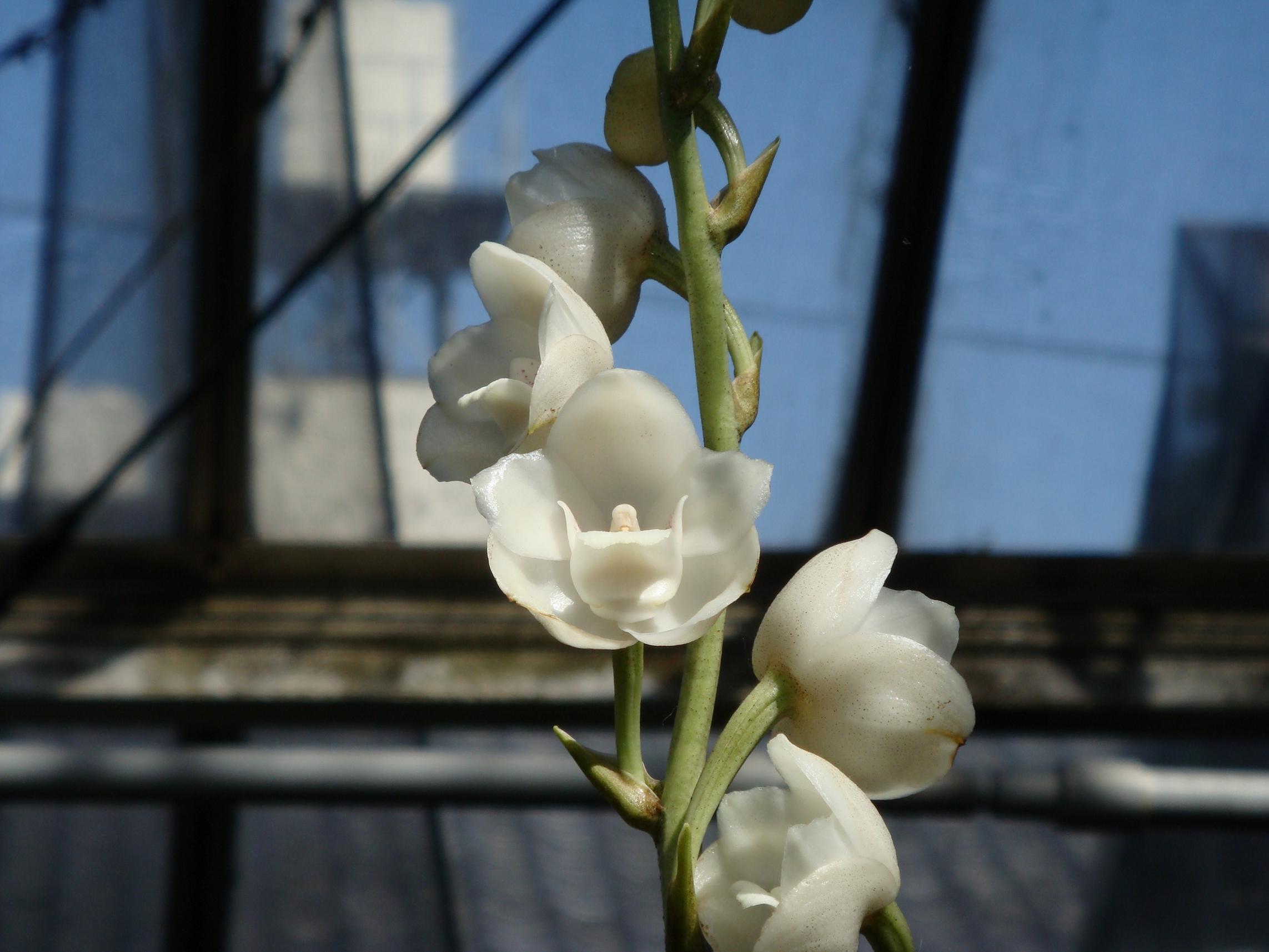 Peristeria elata Hooker